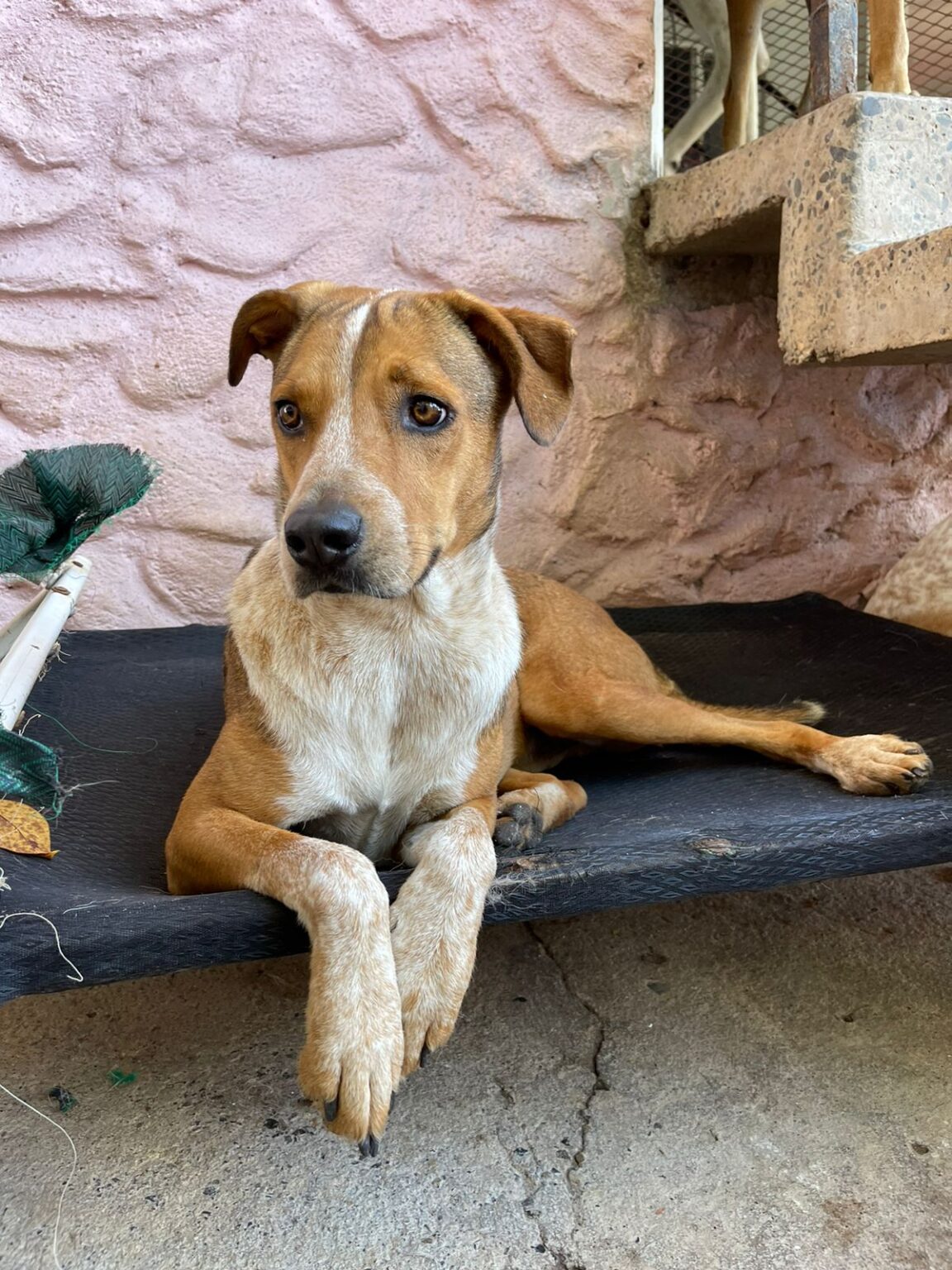 Paco - Yvonneka Foundation